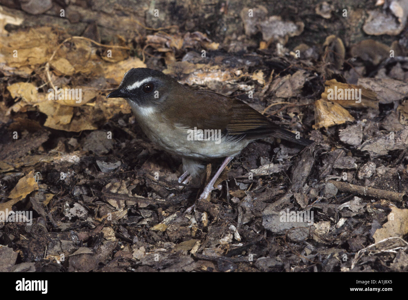 Brown chested Alethe Alethe poliocephala Side view on ground Stock ...