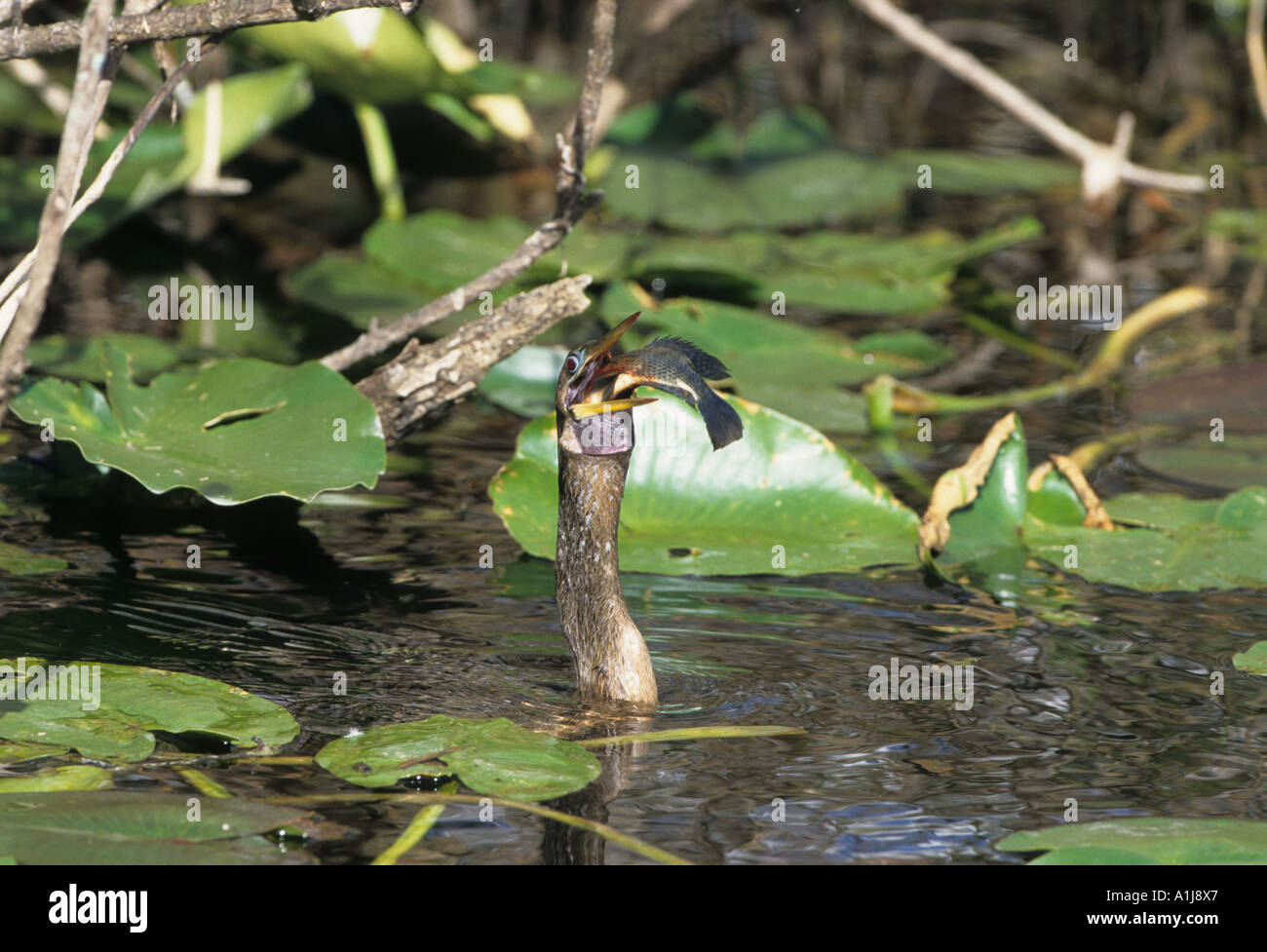 Anhinga Anhinga anhinga Swallowing a fish Florida Stock Photo - Alamy