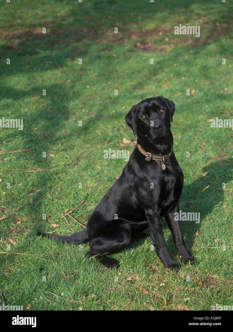 Labrador retriever cross hi-res stock photography and images - Alamy