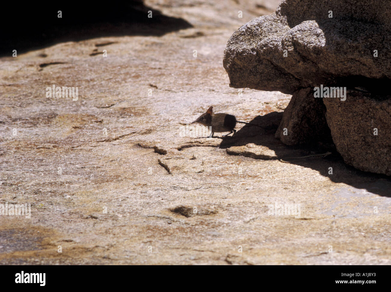 Elephantulus hi-res stock photography and images - Alamy