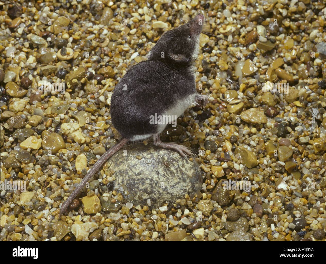 The shrew hi-res stock photography and images - Alamy