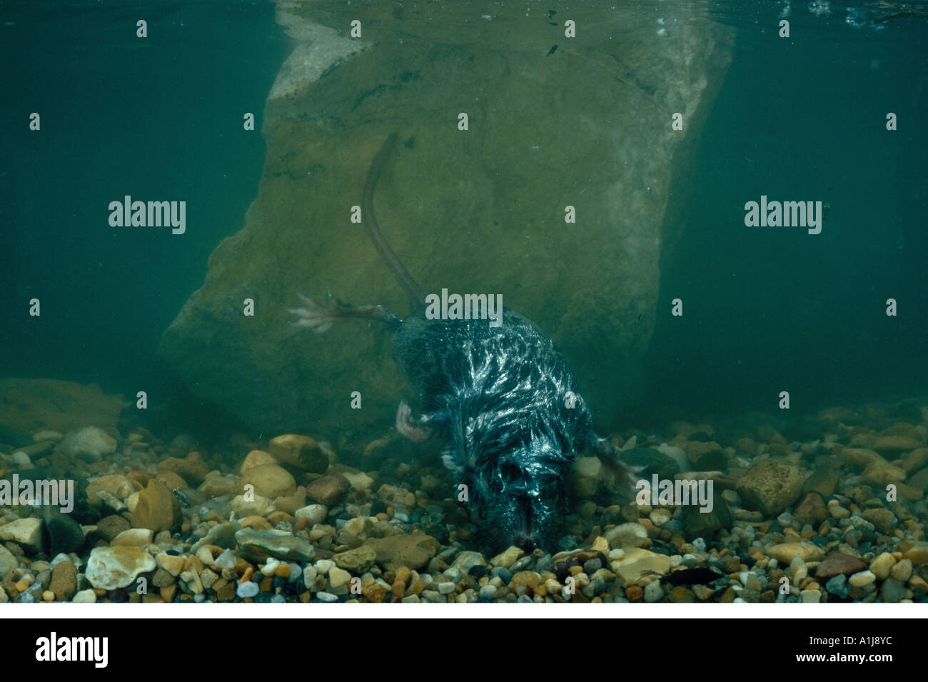 Water Shrew High Resolution Stock Photography and Images - Alamy