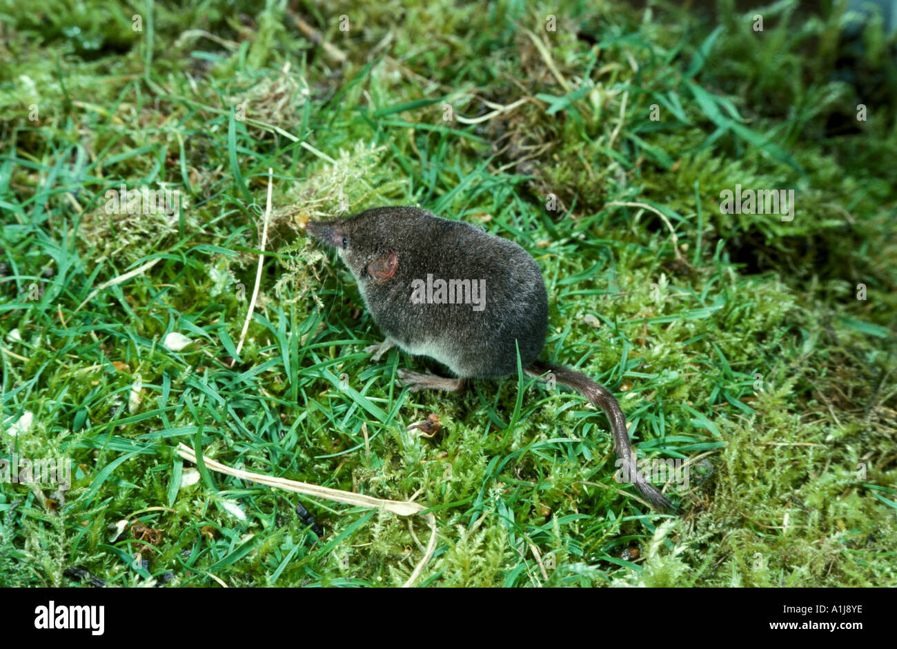 Pygmy shrew hi-res stock photography and images - Alamy