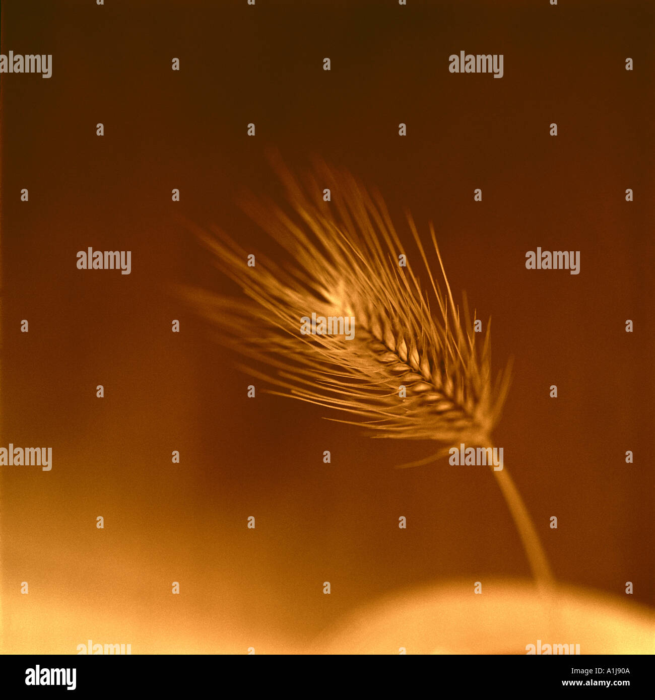 Sepia fine art flower hi-res stock photography and images - Alamy
