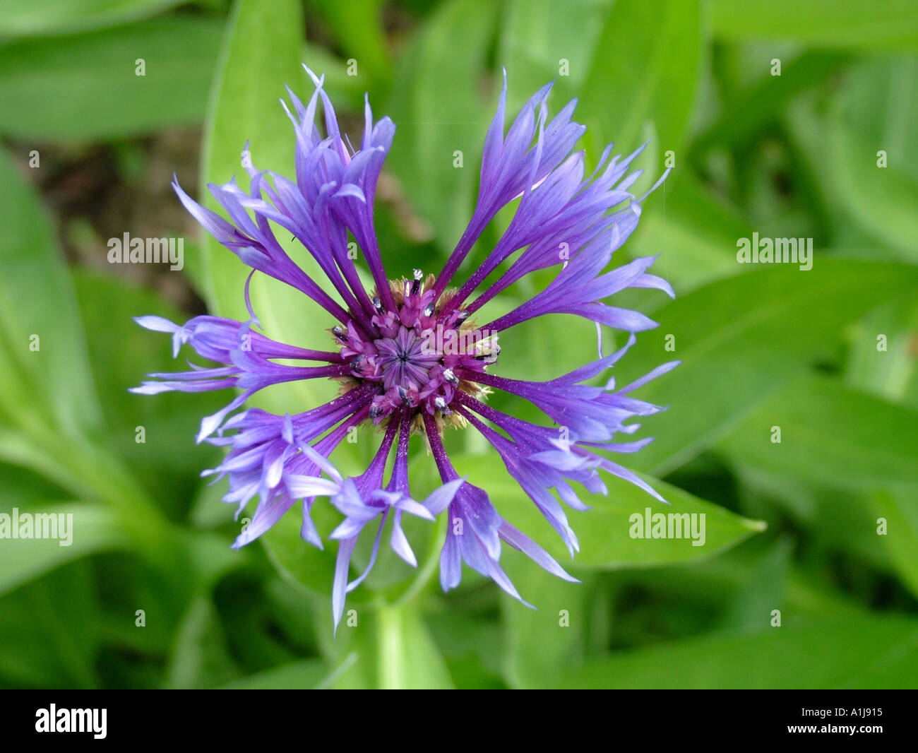 Blue centaurea flower in herbaceous border in Kent garden England Stock ...
