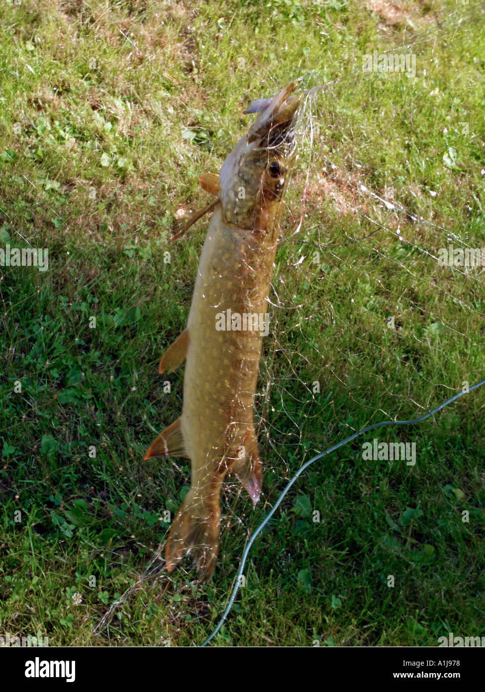 Pike in fishing net hanging ready to remove fish and tidy up net Stock ...