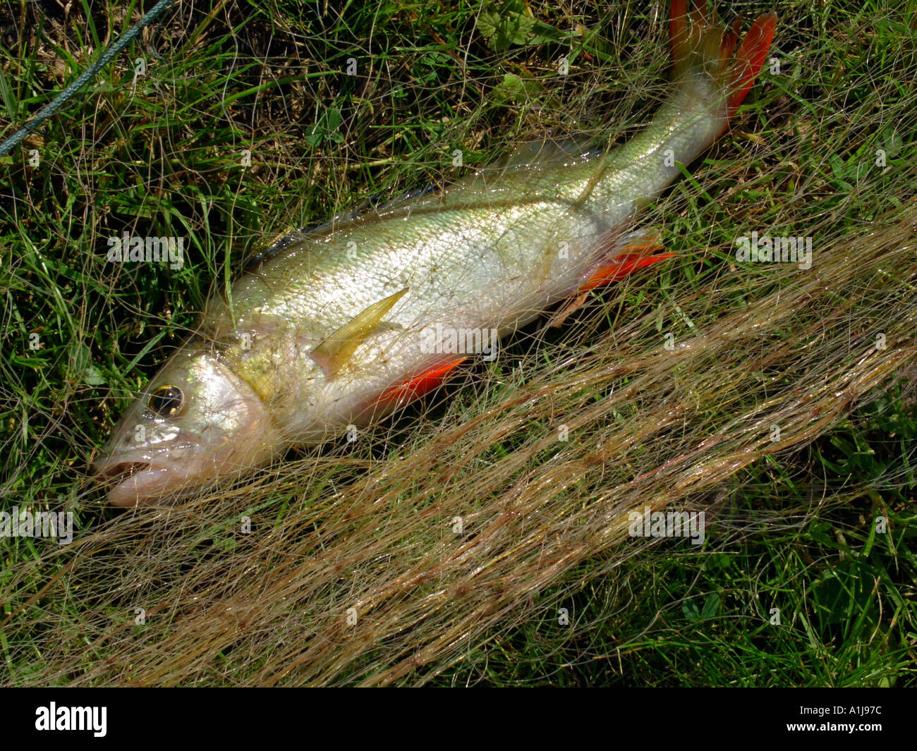 Freshly caught perch Stock Photo - Alamy