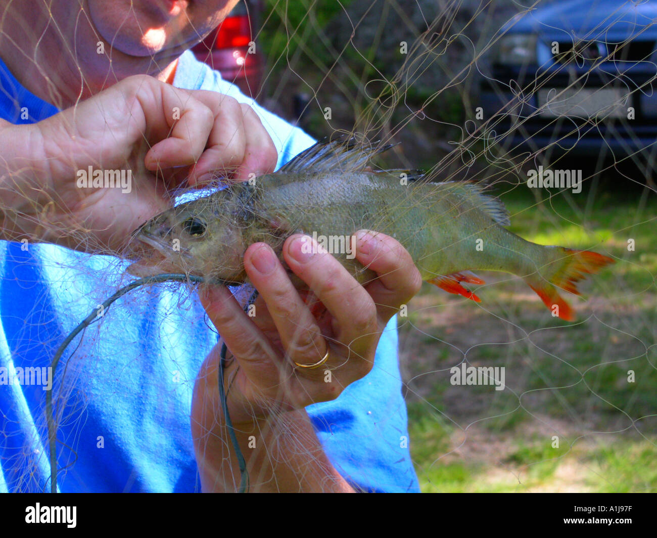 Extricated hi-res stock photography and images - Alamy