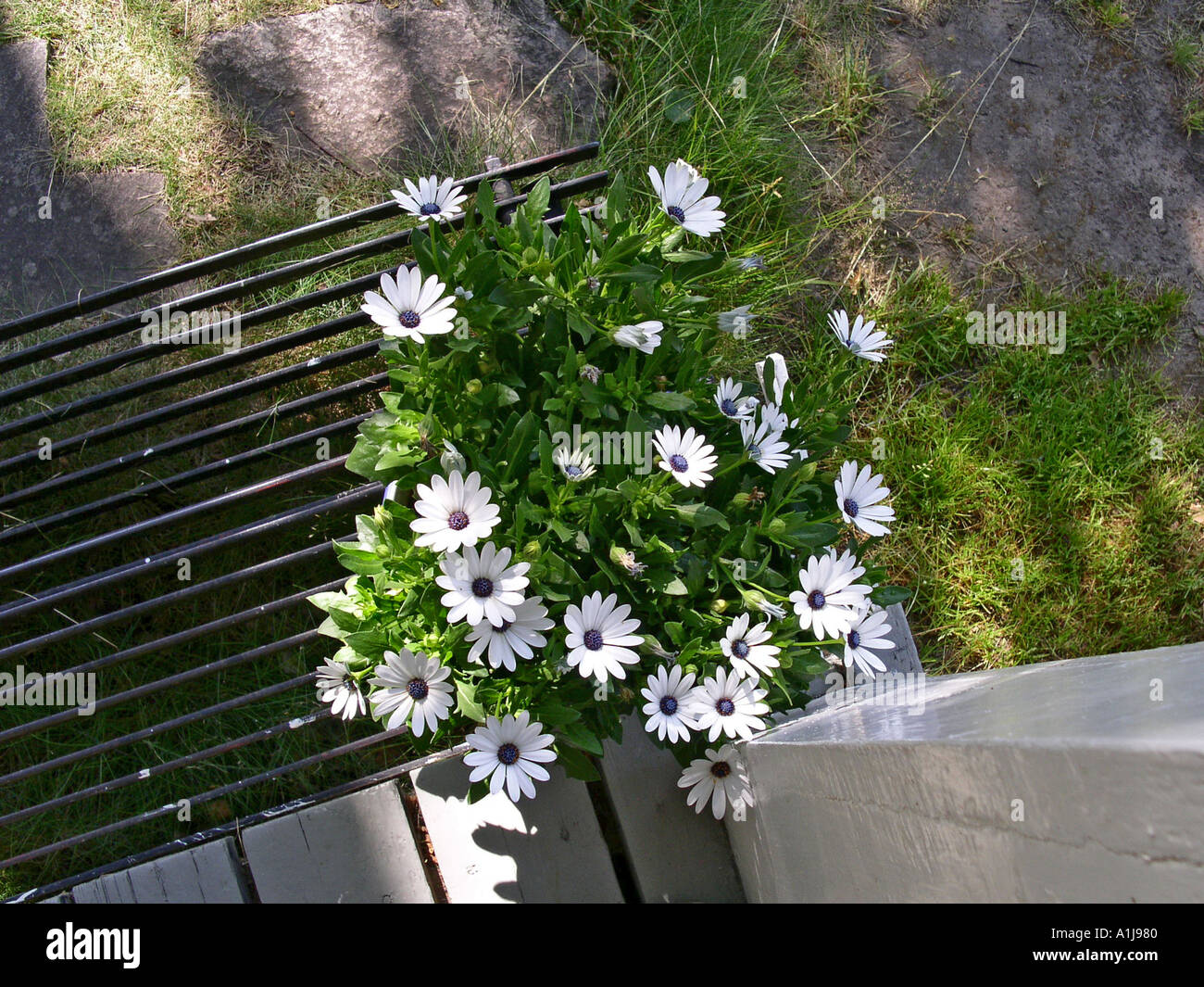 African daisy plant in ceramic painted pot on step of Swedish summer ...