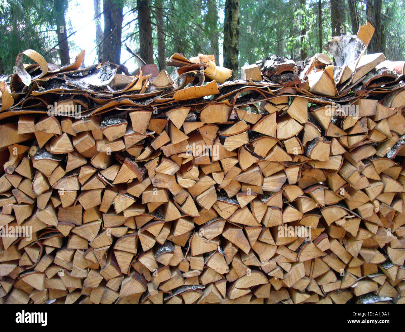 Log pile stacked between two pine trees and topped by layer of bark for ...