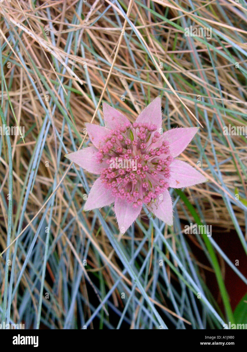 Pink astrantia hi-res stock photography and images - Alamy