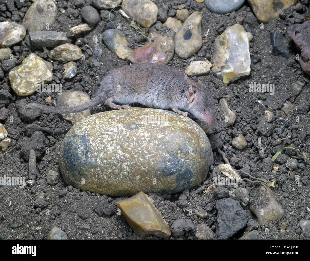 Shrew Lesser White toothed Crocidura suaveolens On a stone Stock Photo ...