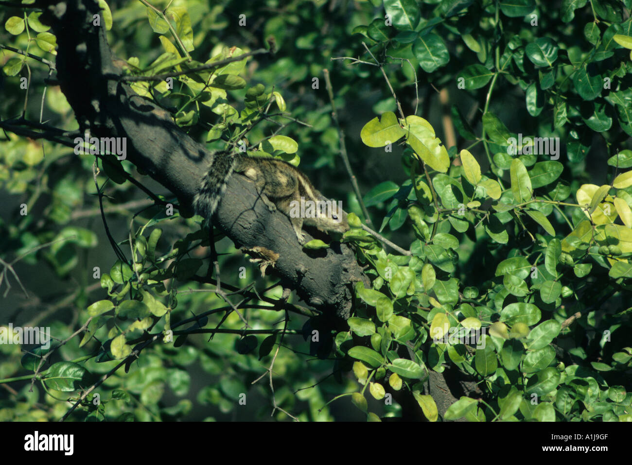 Five striped palm squirrels hi-res stock photography and images - Alamy