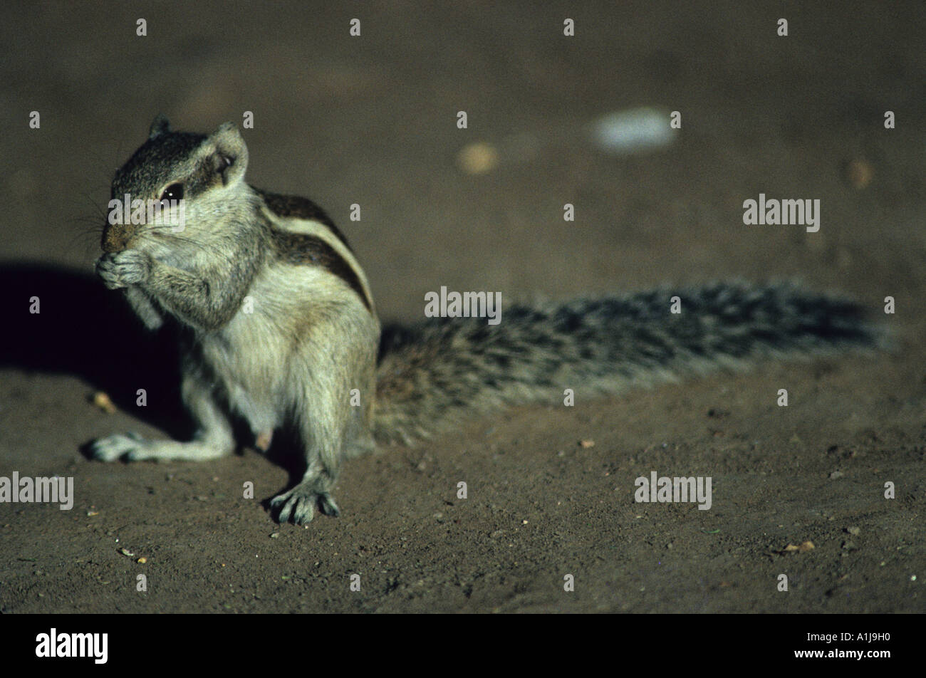 Five striped Palm Squirrel Funambulus pennanti Feeding India Stock ...