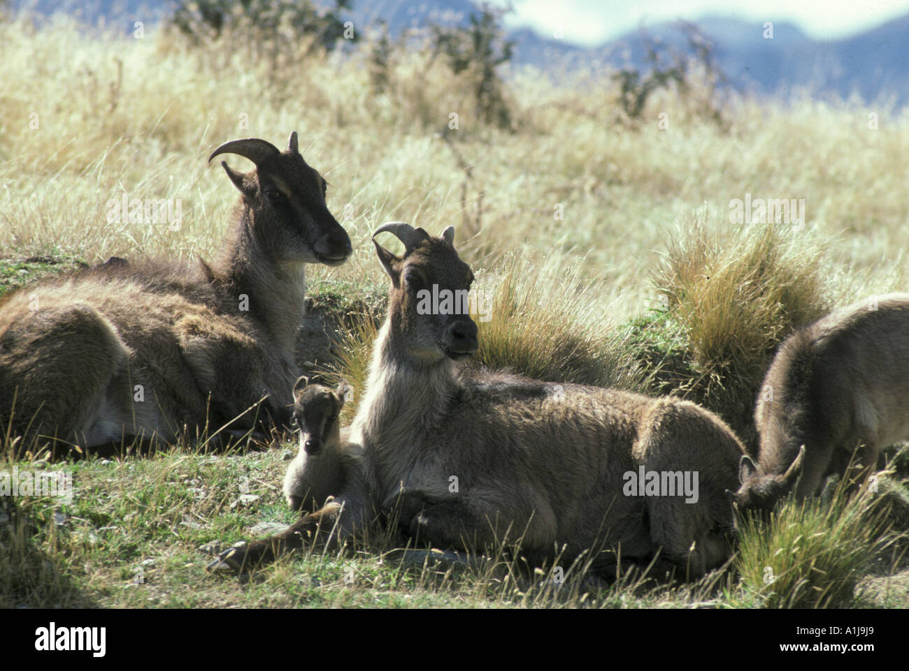 Himalayan tahr female hi-res stock photography and images - Alamy