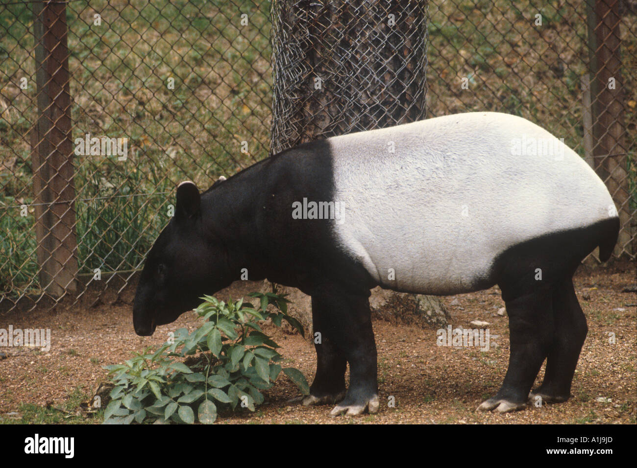 Malayan Tapir Tapirus indicus Side view captive Stock Photo - Alamy