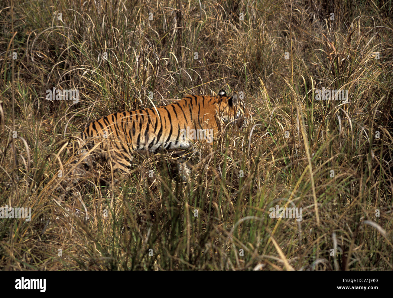 Tiger in grass camouflage hi-res stock photography and images - Alamy