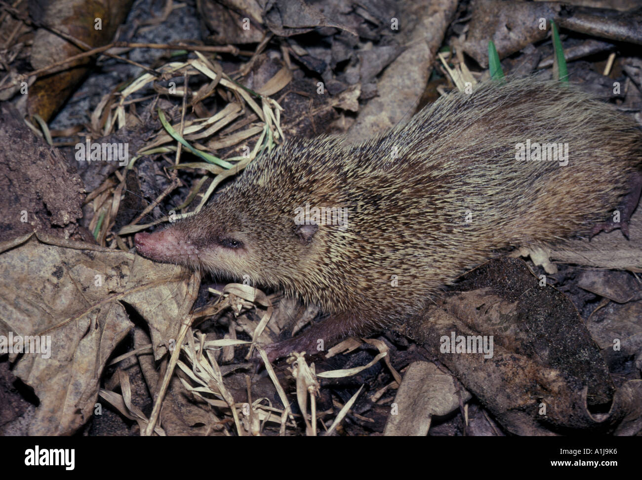Tail less tenrec hi-res stock photography and images - Alamy