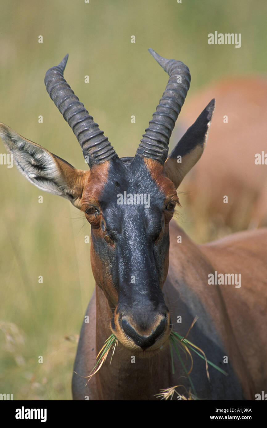 Topi Damaliscus korrigum Close up Stock Photo - Alamy
