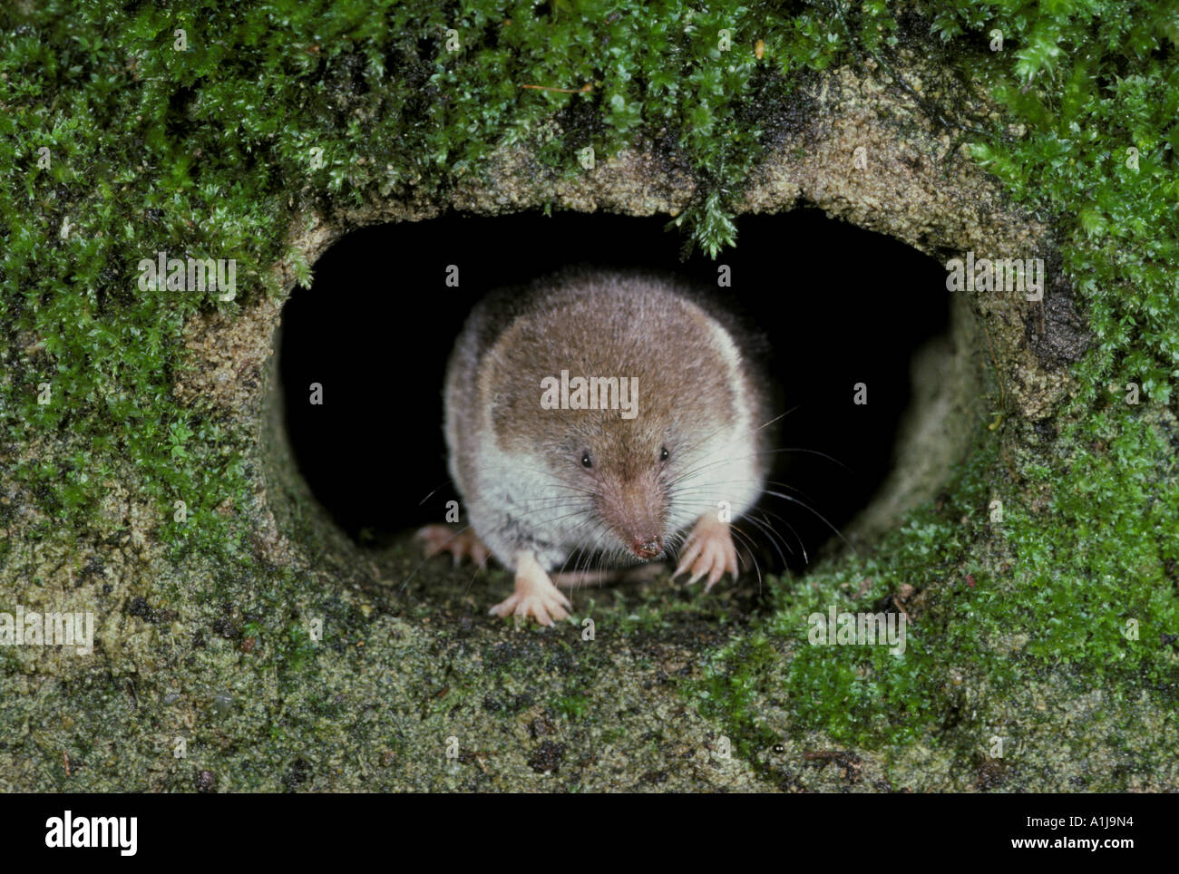 Common Shrew Sorex araneus Head showing at hole Stock Photo - Alamy