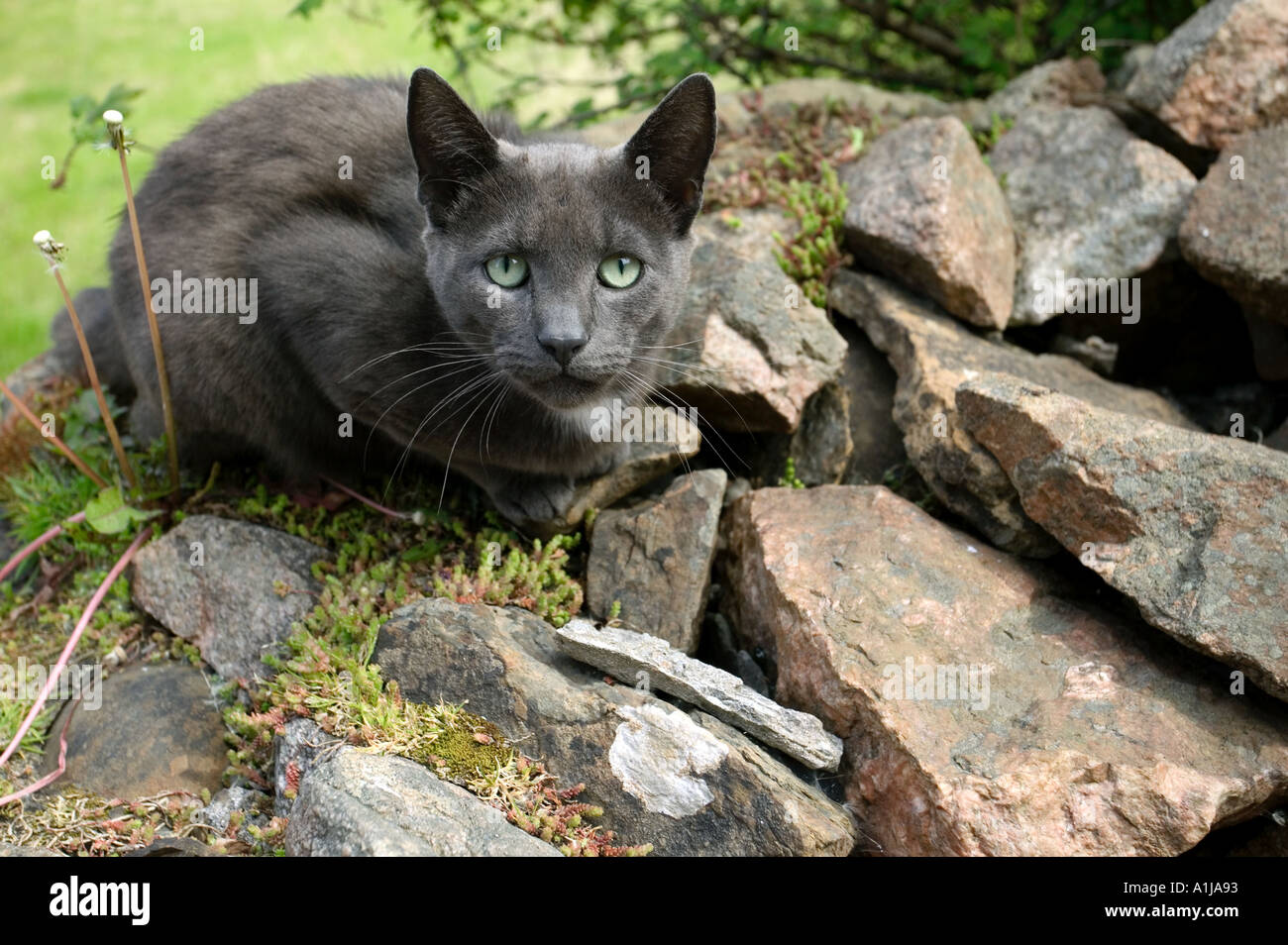 Kitten sitting on rock hi-res stock photography and images - Alamy