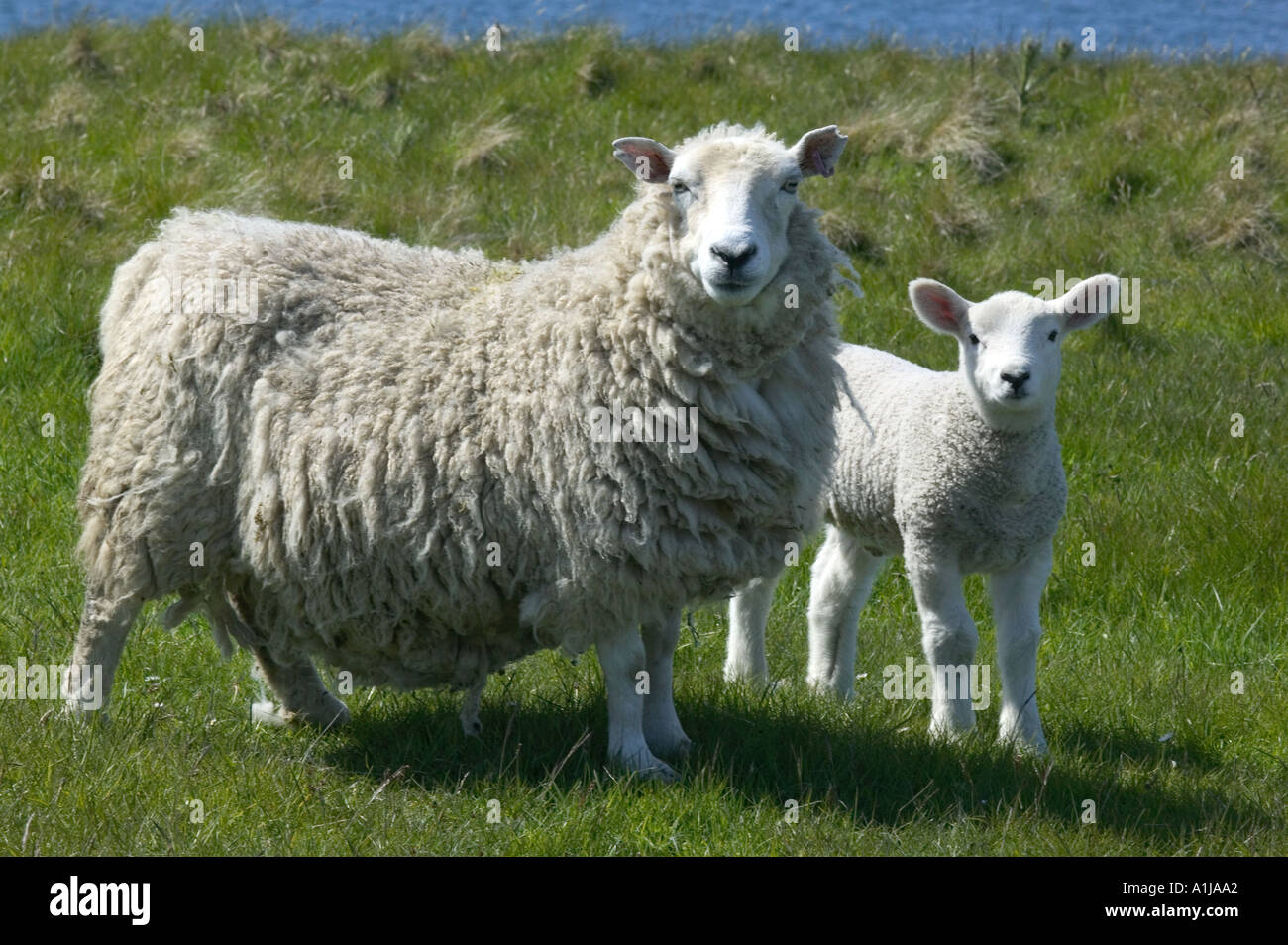 Orkney air field hi-res stock photography and images - Alamy