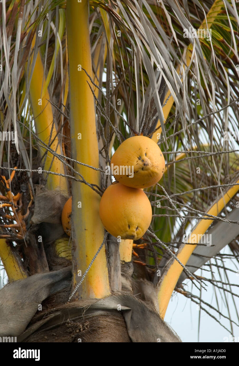 Lemon tree with ripe yellow fruit growing outdoors in the USA ...