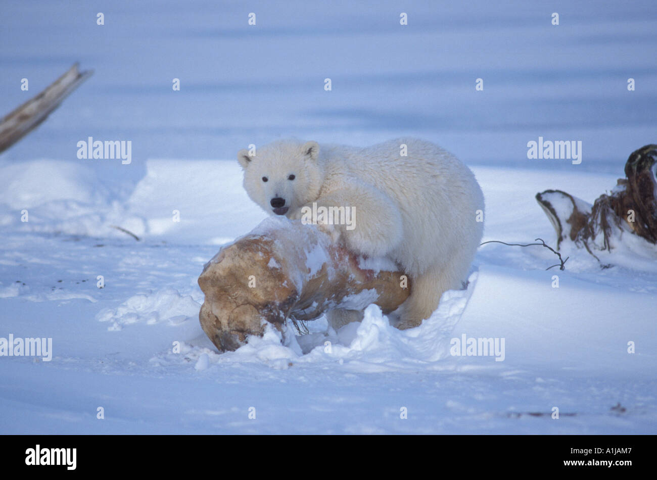 polar bear Ursus maritimus cub scavenging bowhead whale bones Balaena ...