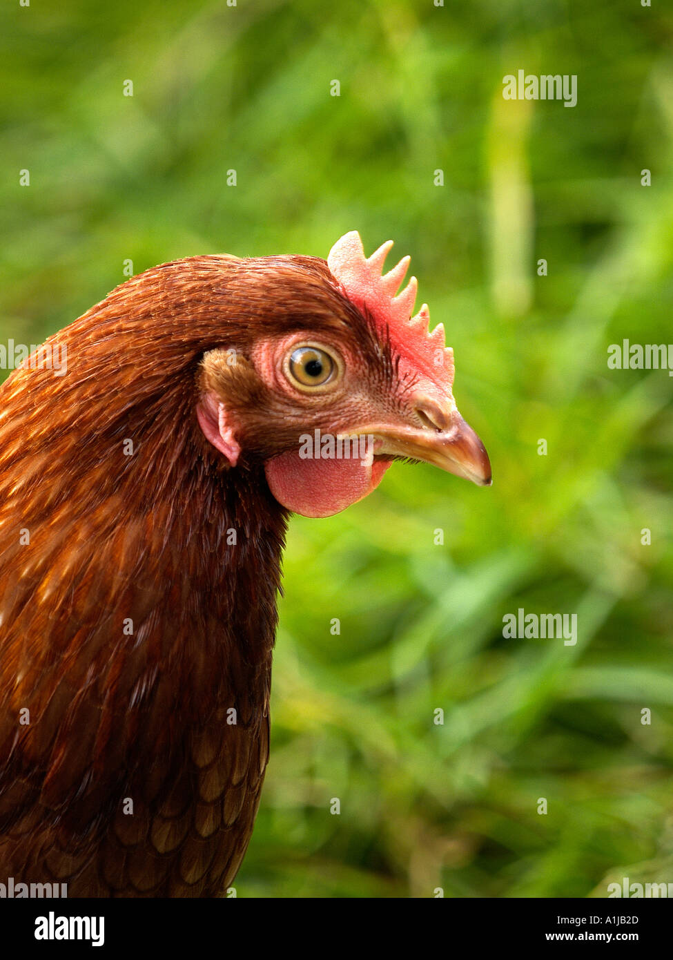 England bird poultry farming hi-res stock photography and images - Alamy