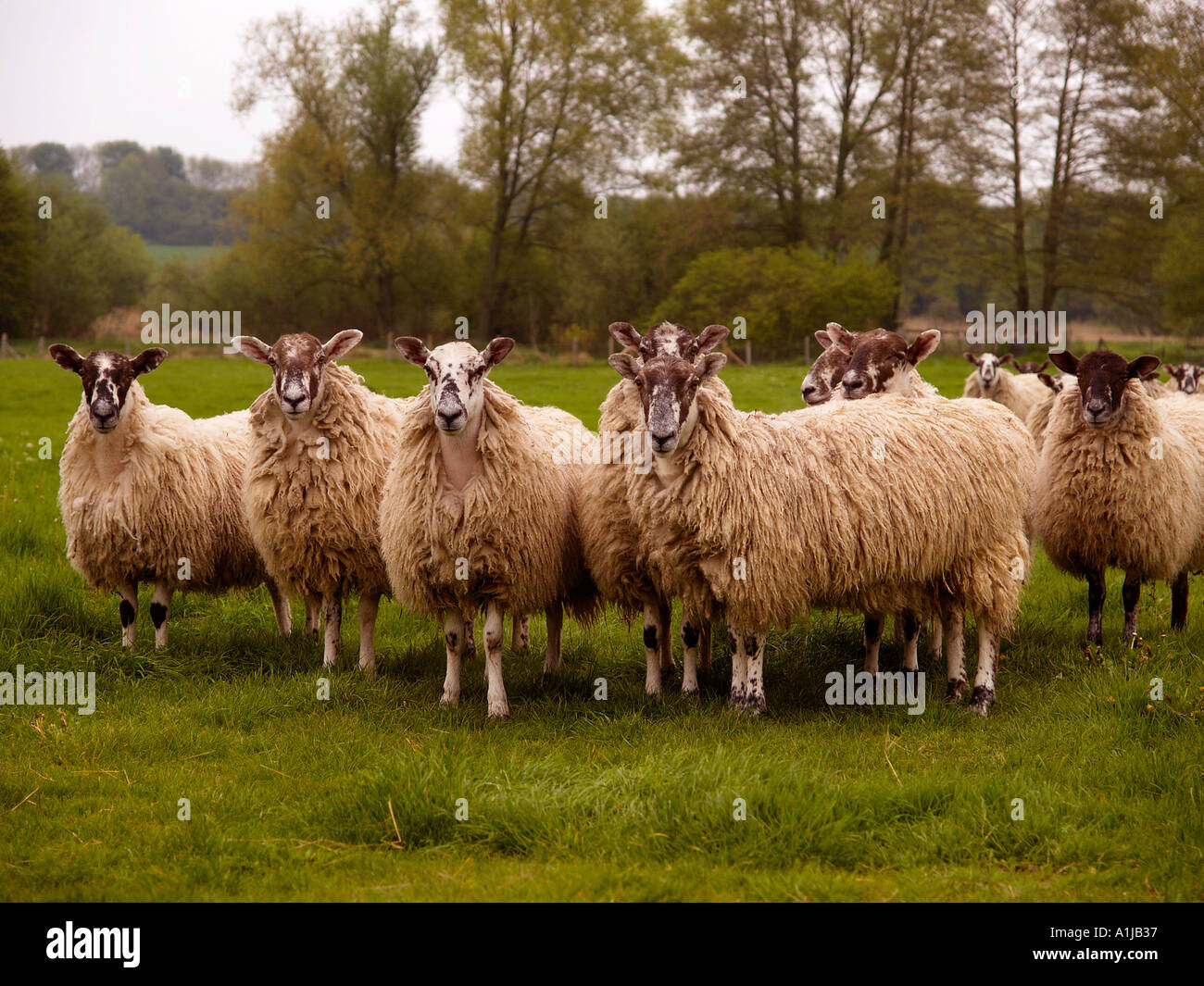 group of sheep suffolk england Stock Photo - Alamy