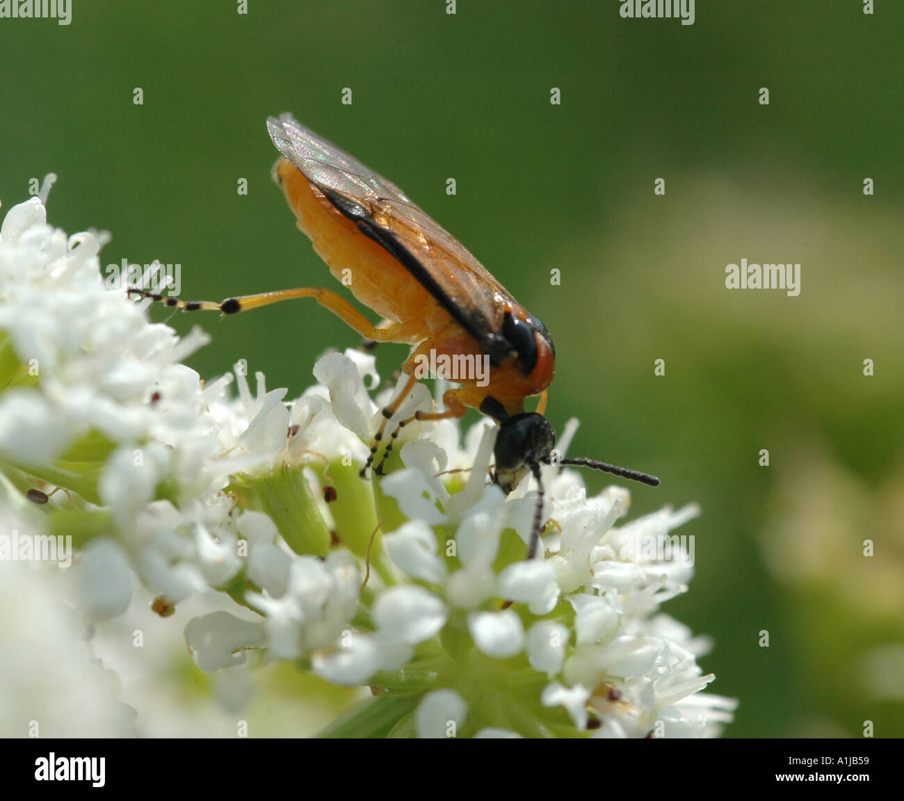 Umbelliferous High Resolution Stock Photography and Images - Alamy