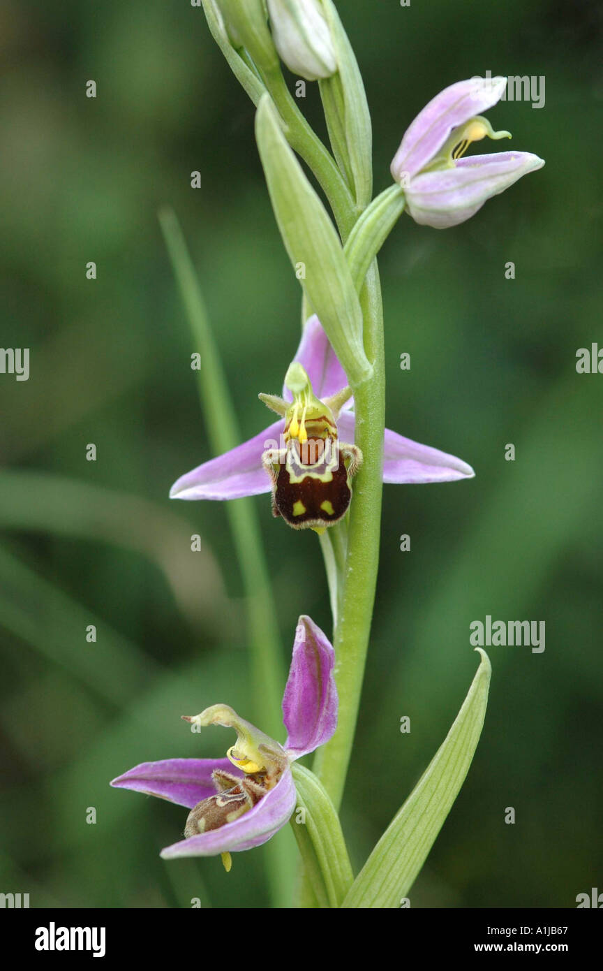 Male orchid bee hi-res stock photography and images - Alamy
