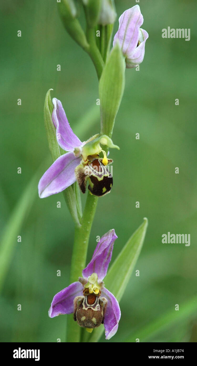 Orchid pollination mimic hi-res stock photography and images - Alamy