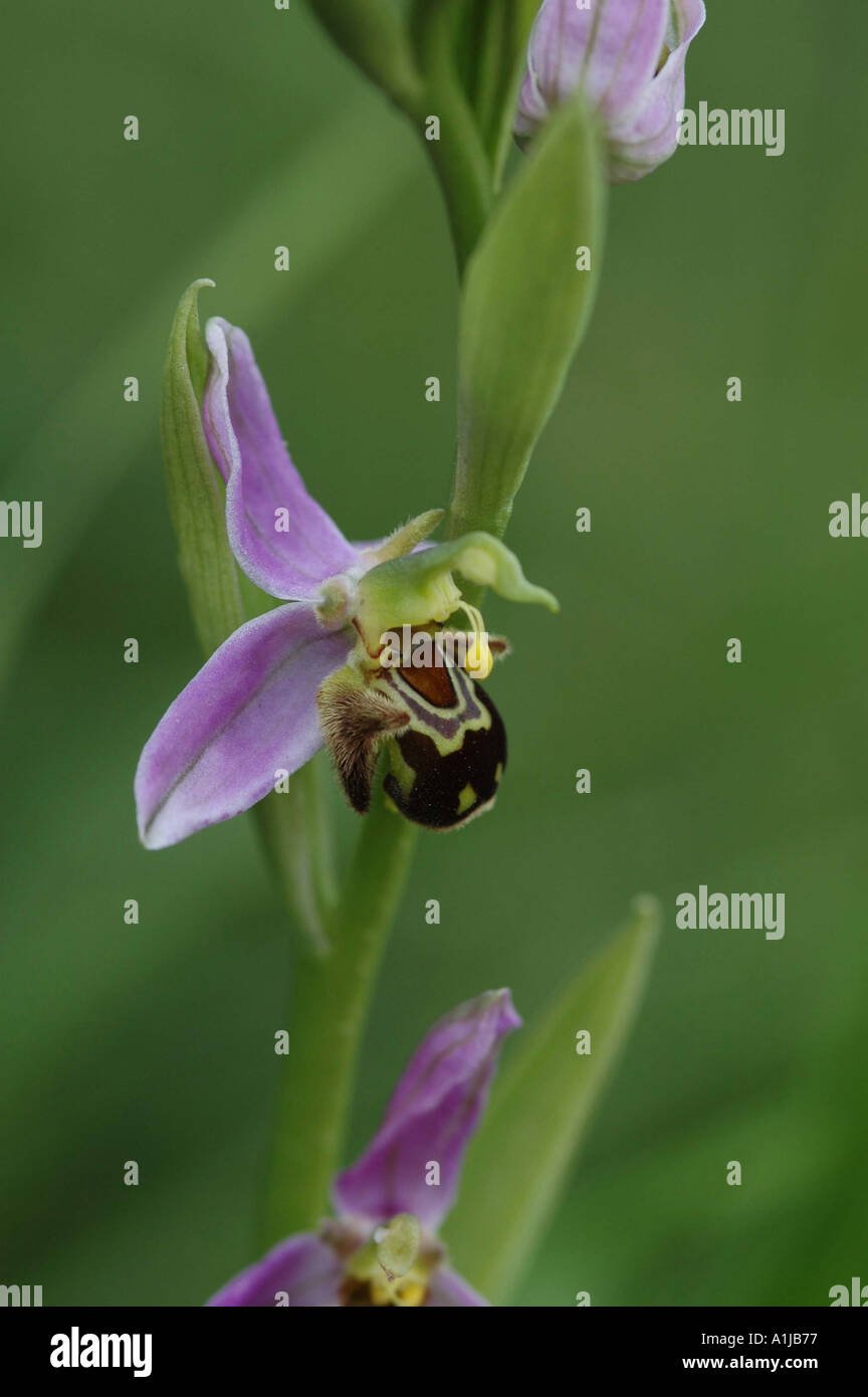 Male orchid bee hi-res stock photography and images - Alamy