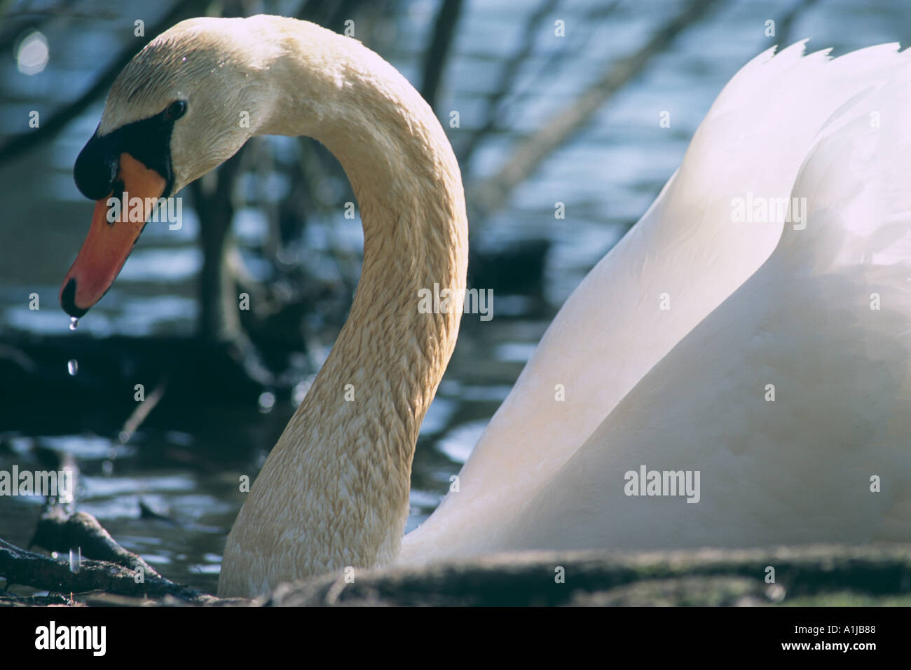 Swan Neck with Drip Stock Photo - Alamy