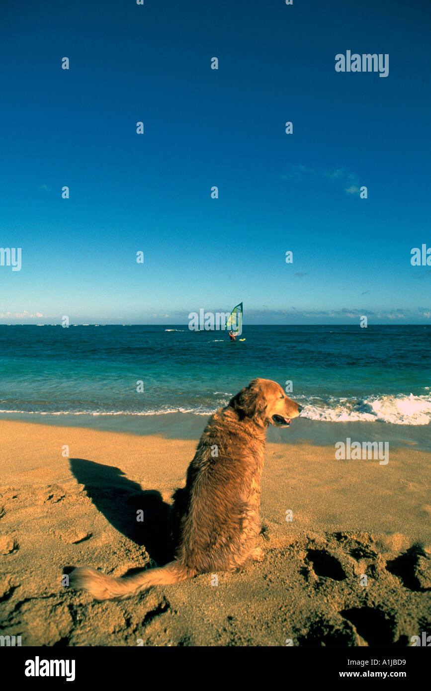 Hawaii pets hi-res stock photography and images - Alamy