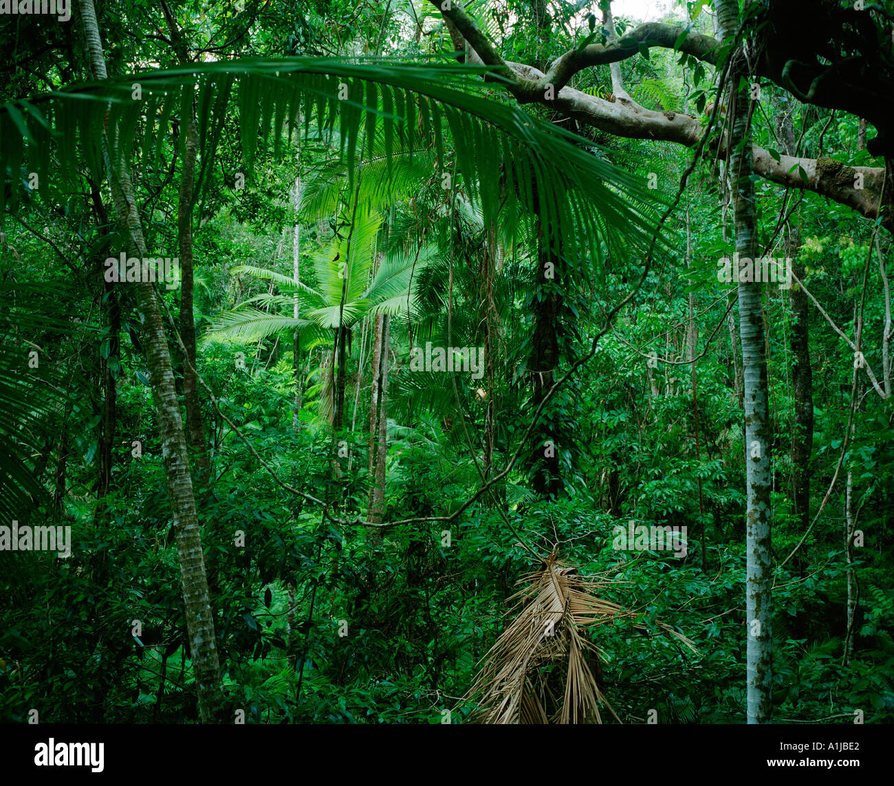 Canopy of rainforest hi-res stock photography and images - Alamy