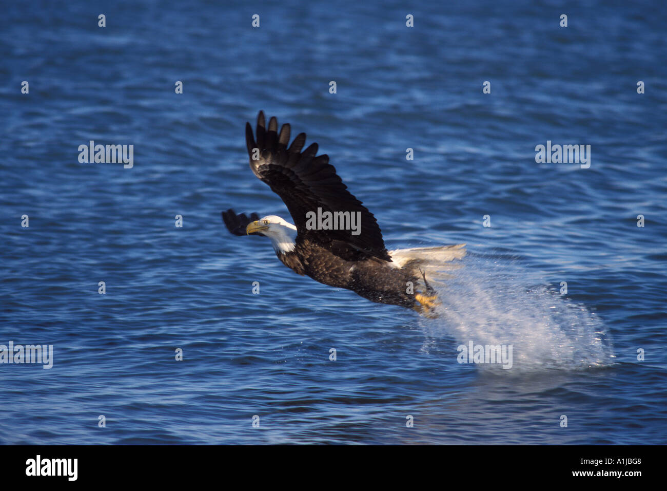 Eagle swooping down hi-res stock photography and images - Alamy