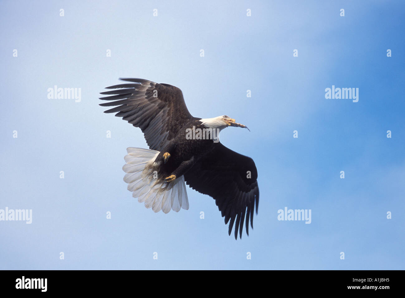 bald eagle Haliaeetus leucocephalus in flight over Kachemak bay with a ...