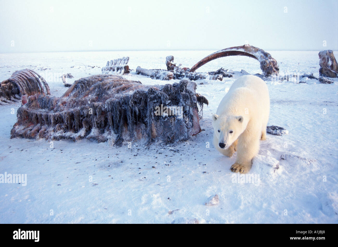 polar bear Ursus maritimus curious cub with bowhead whale bones Balaena ...