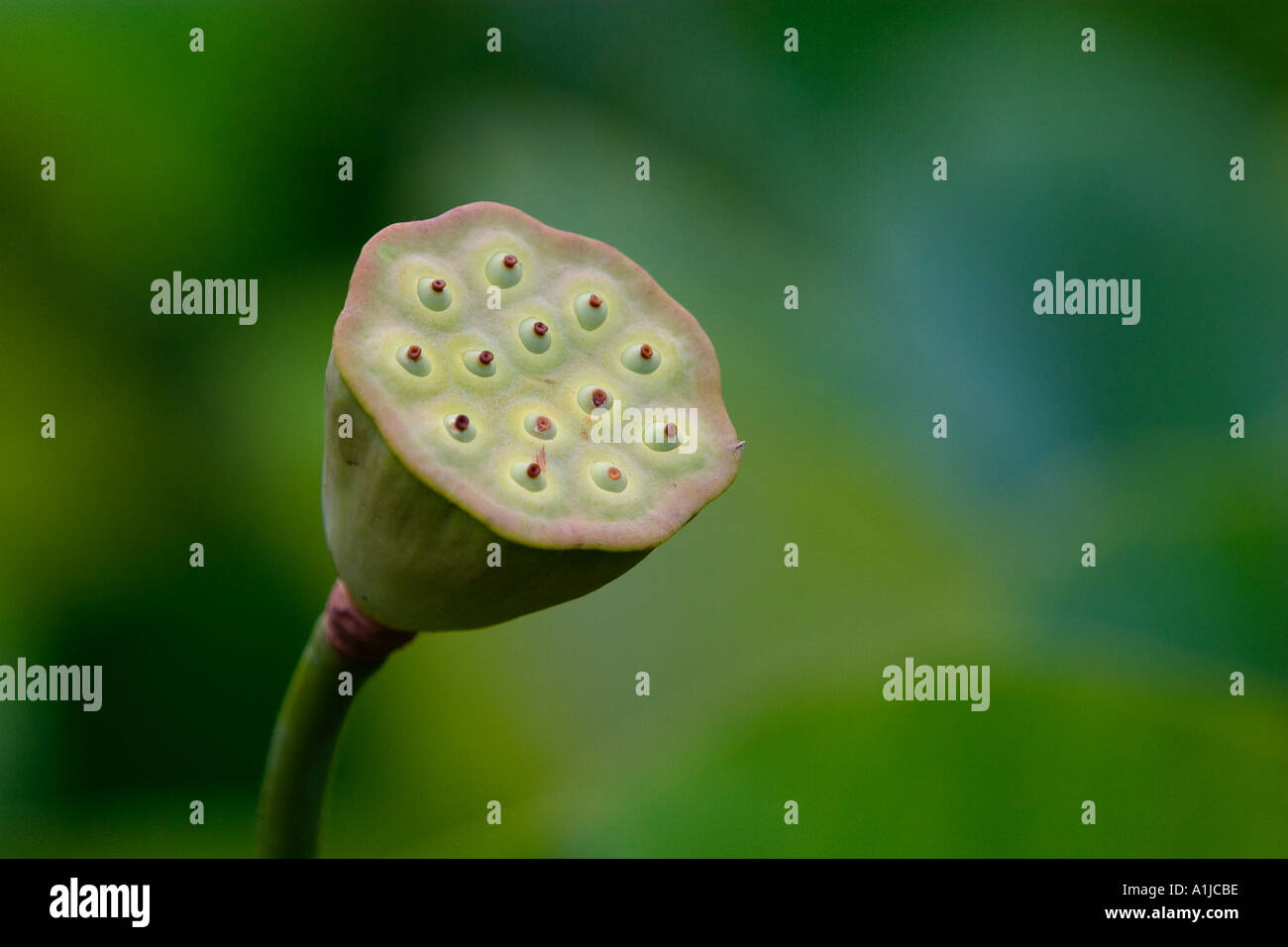 Lotus with stem hi-res stock photography and images - Alamy