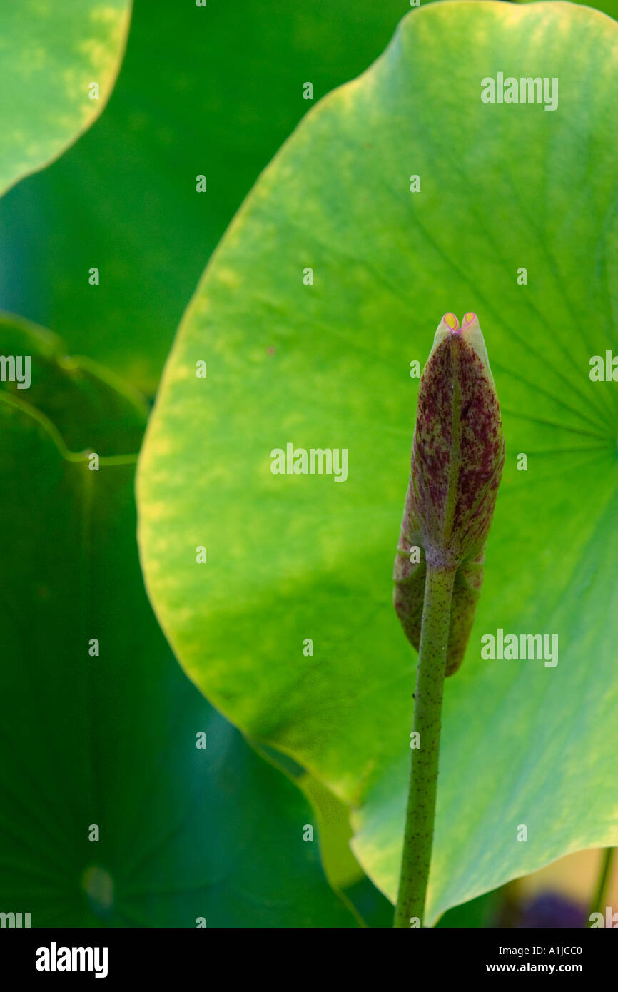 Lotus flower stem Stock Photo - Alamy