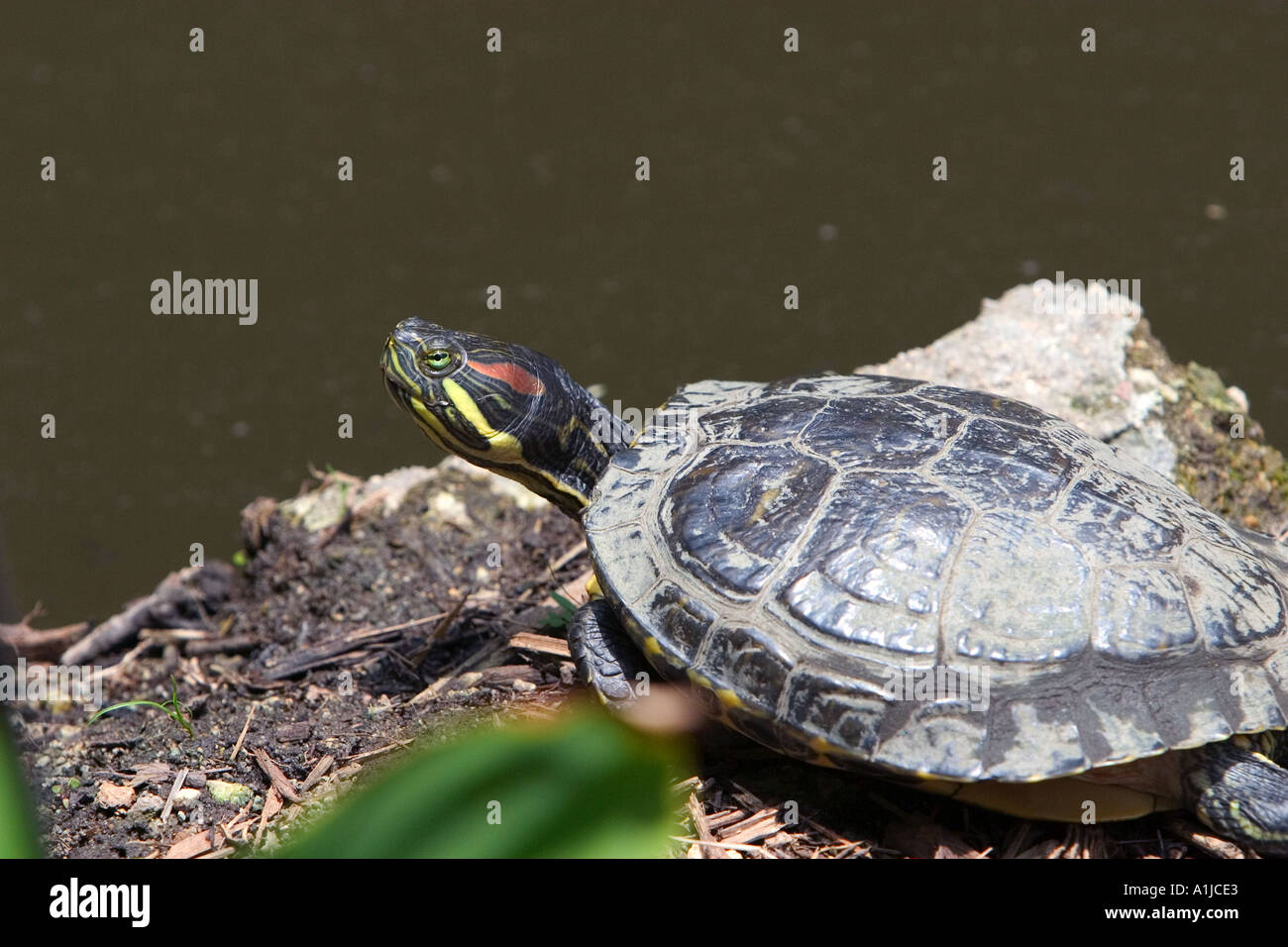 Red eared Slider Turtle Stock Photo - Alamy