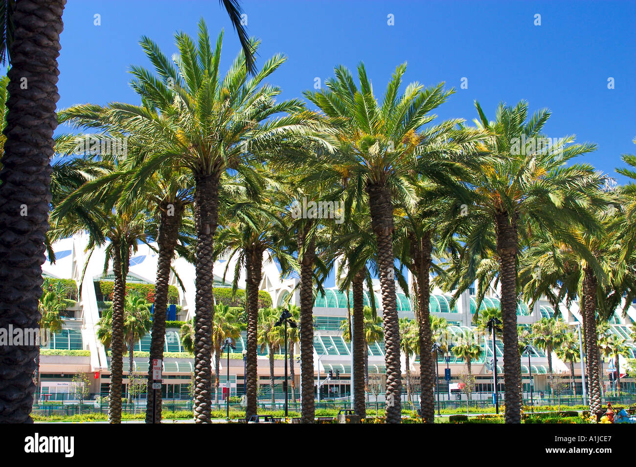 San Diego Convention Center with Palm Trees in foreground Stock Photo ...