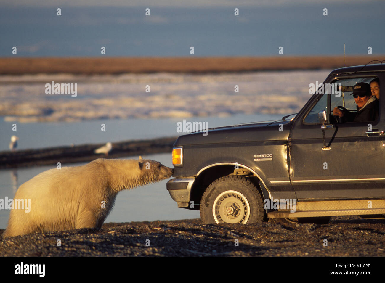 polar bear Ursus maritimus curiously investigates a pick up truck along ...