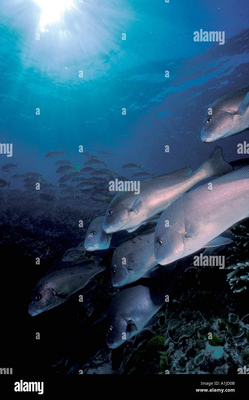 Painted sweetlips diagramma pictum hi-res stock photography and images ...