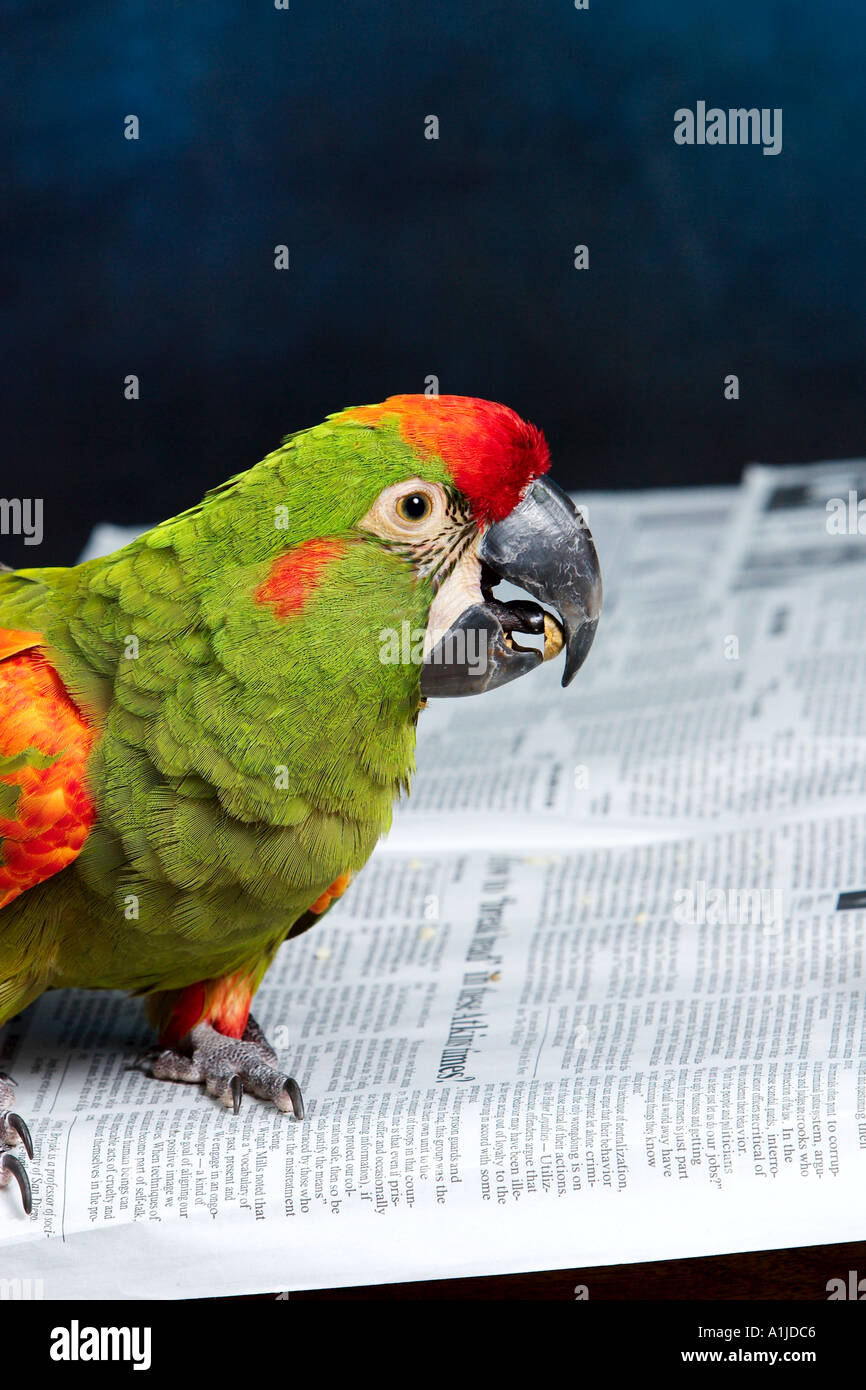Red fronted Macaw Red Fronted Macaw Stock Photo - Alamy