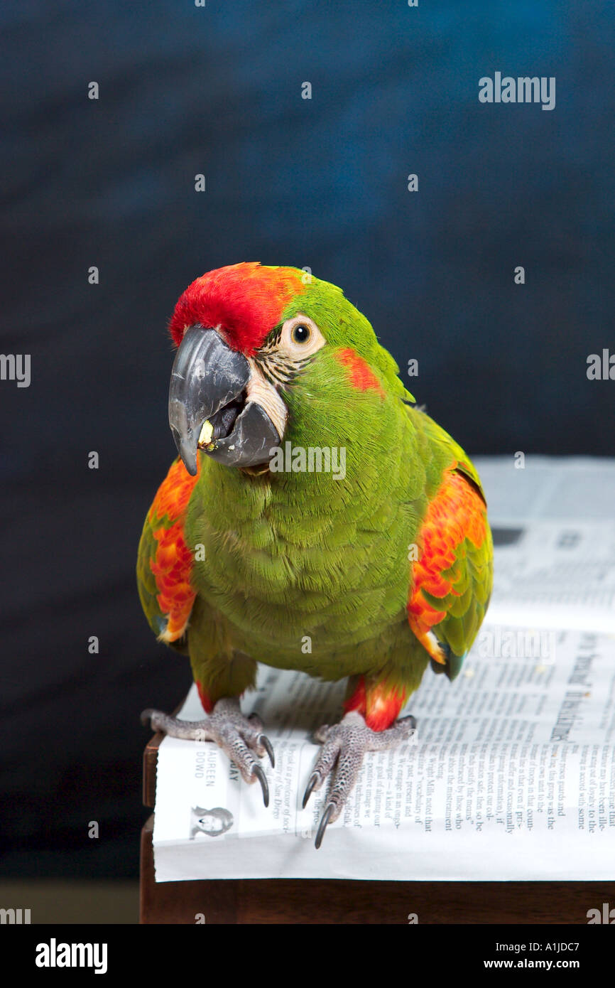 Red fronted macaw bolivia hi-res stock photography and images - Alamy