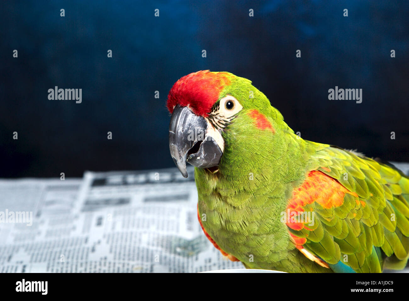 Red fronted macaw bolivia hi-res stock photography and images - Alamy