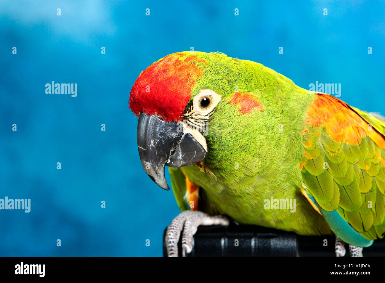 Red fronted Macaw Red Fronted Macaw Stock Photo - Alamy
